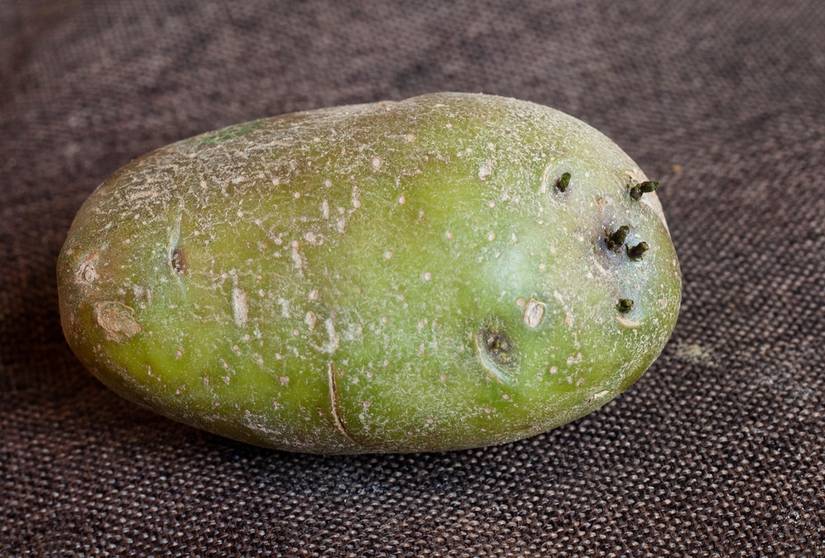 How Deep Should You Plant Potatoes?