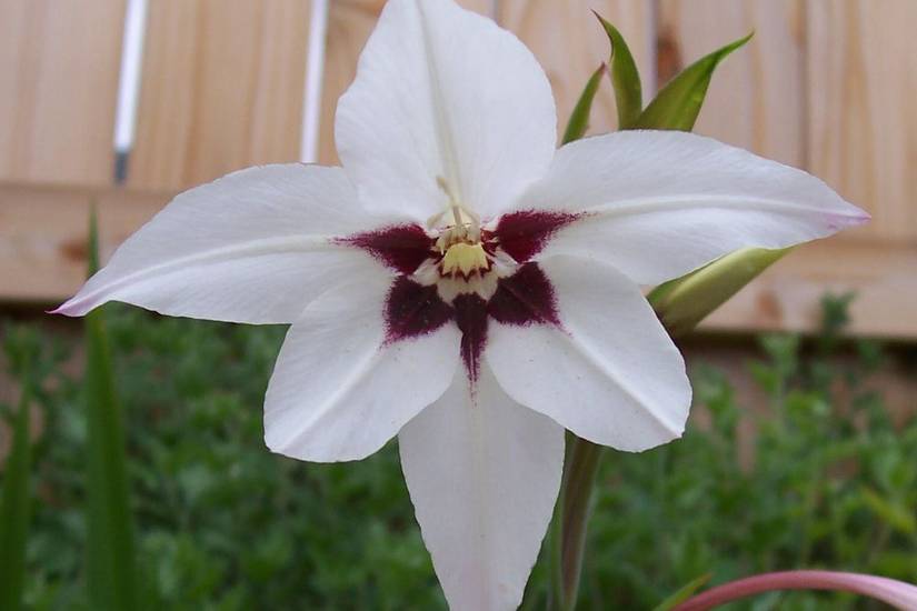 Can You Grow Orchids Outside?