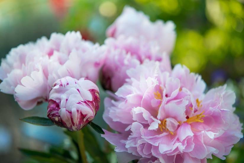 How Often Should You Water Your Peonies?