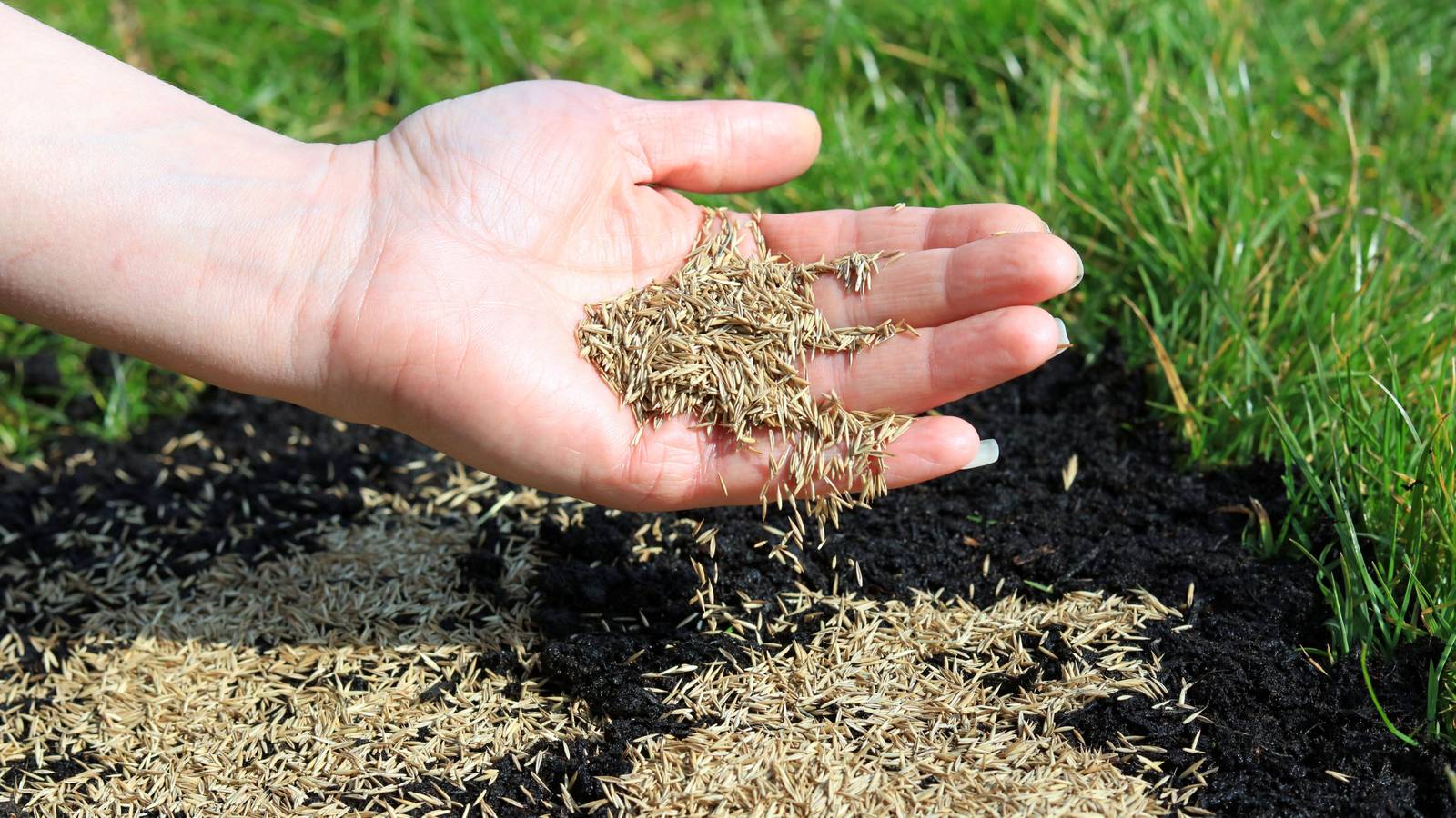 4 Fast-Growing Grass Seeds