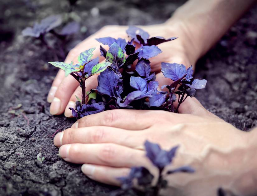 7 Tips for Growing Basil Plants in Your Garden