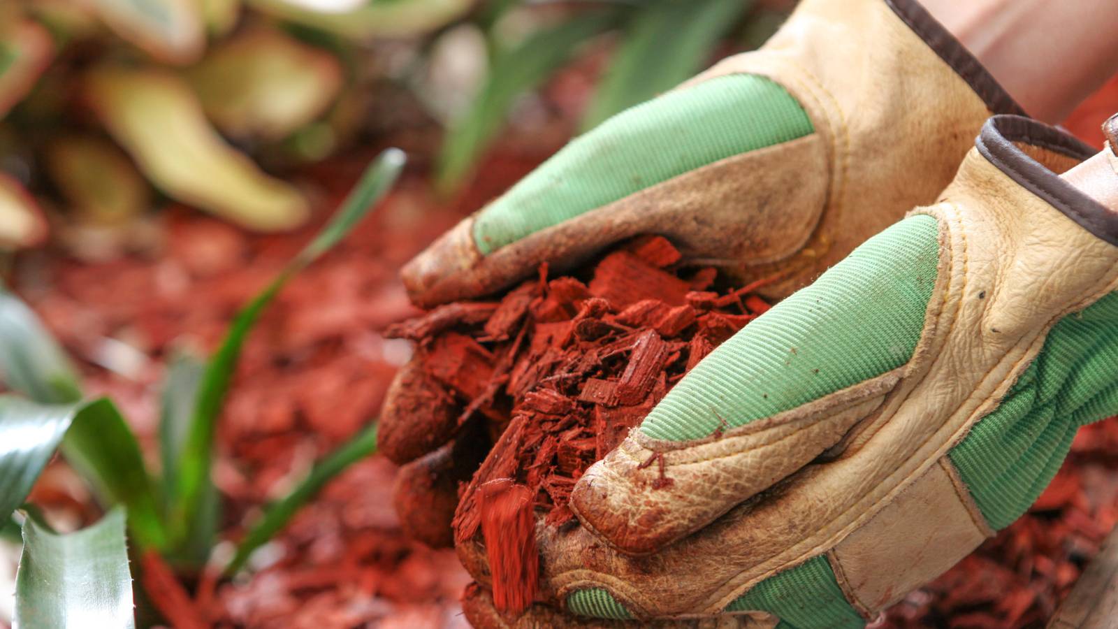 8 Ways to Use Wood Chips in Your Garden