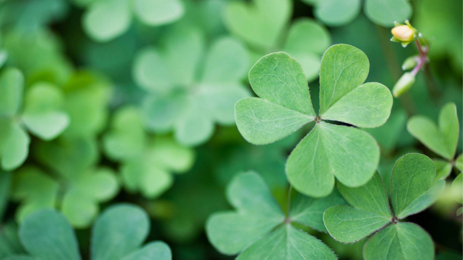Why You Should Plant a Clover Lawn