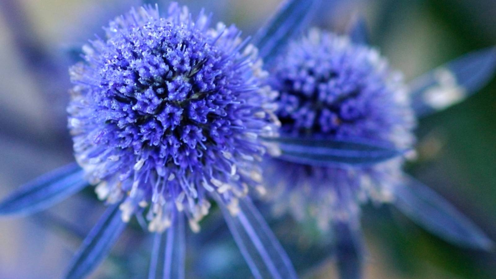 7 Most Underused Perennials to Consider Adding to Your Garden