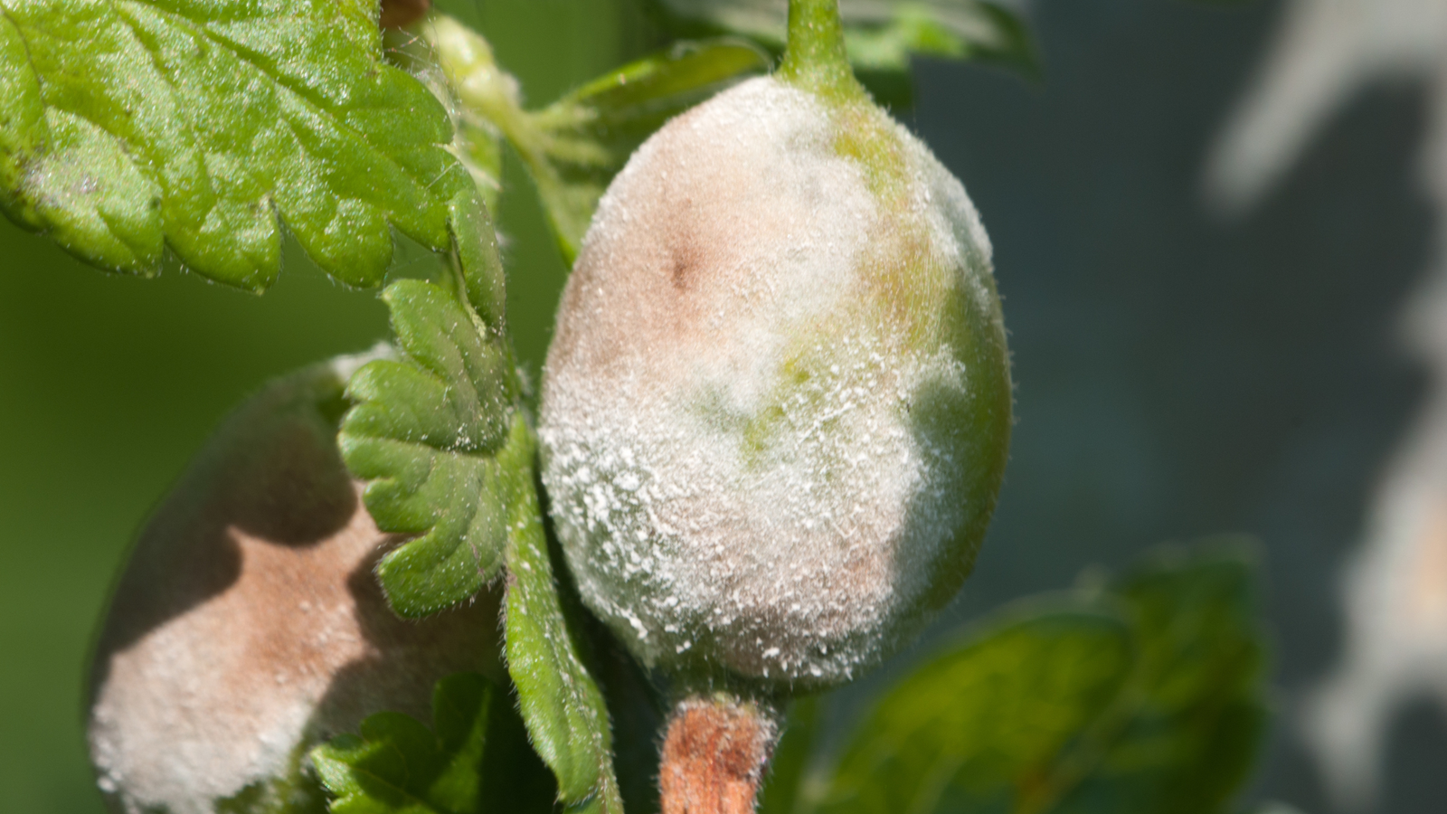 3 Ways to Get Rid of White Mold on Plants