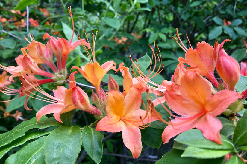 When to Fertilize Your Azaleas