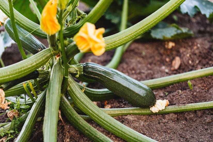 Why Your Zucchini Stems are Rotting and What to Do