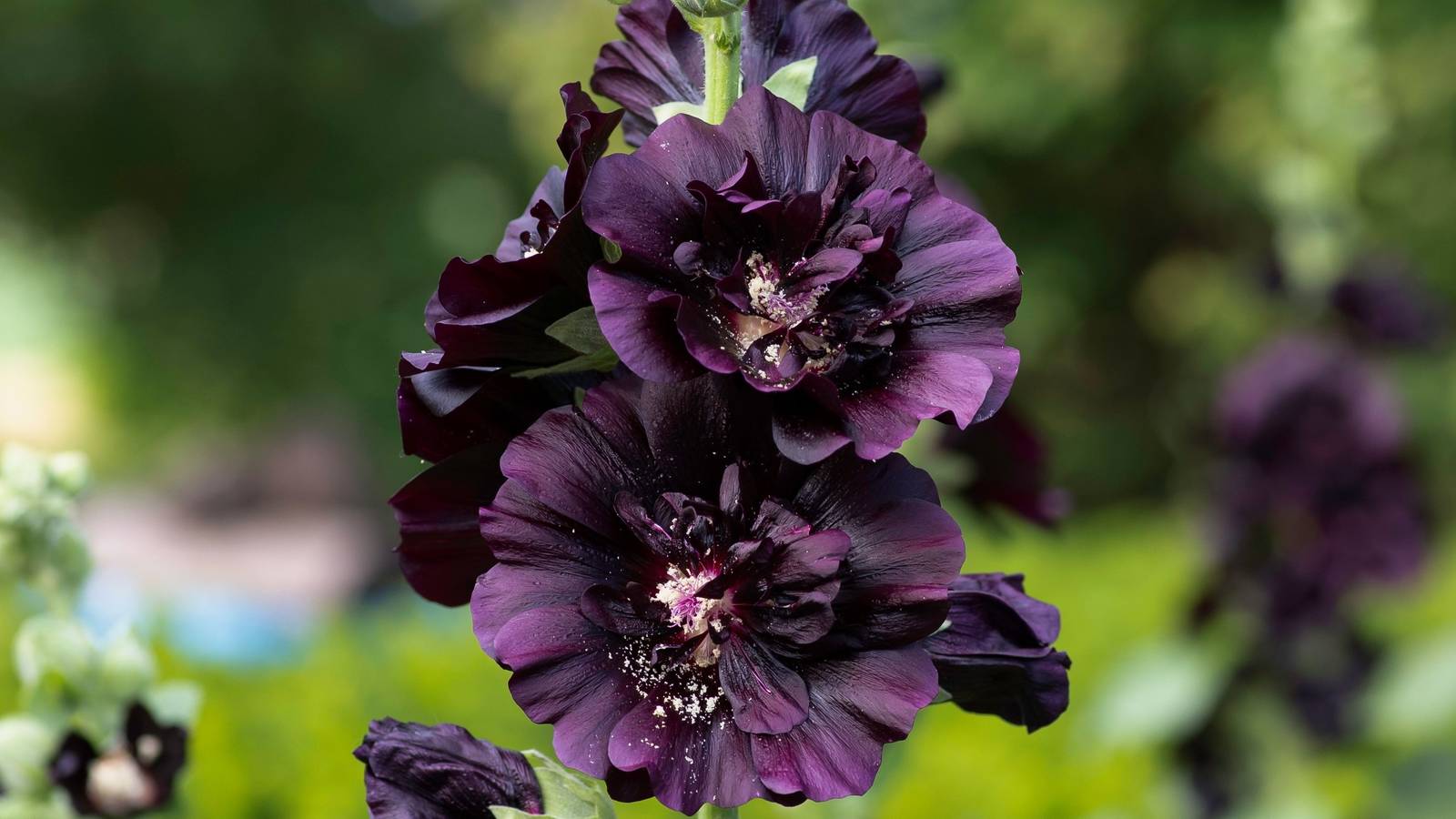 6 Black Flowers That Add Interest to Your Garden