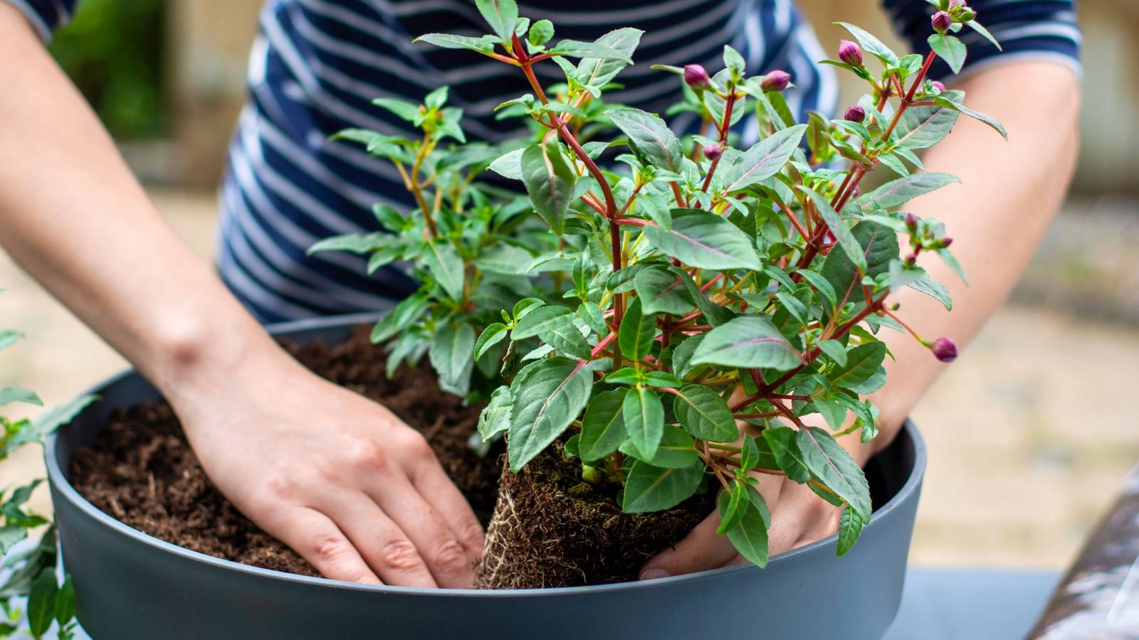 9 Common Container Gardening Mistakes