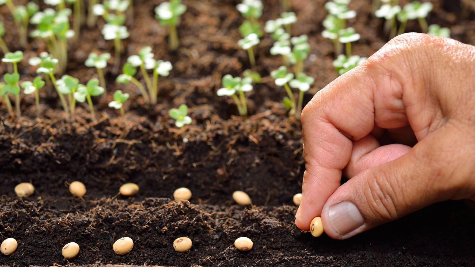 7 Easiest Vegetables to Direct Sow in Your Garden