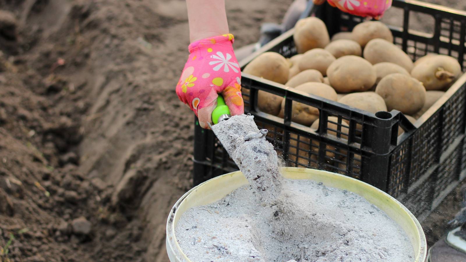 When Should You Fertilize Your Potatoes?
