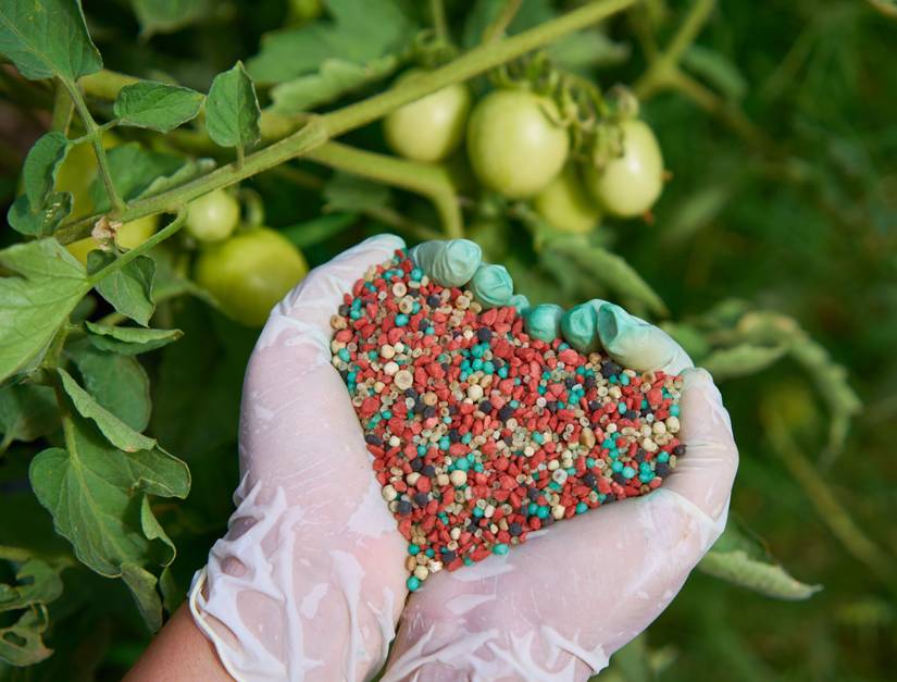 How to Fertilize Your Tomato Plants