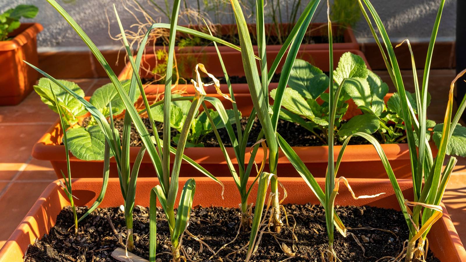9 Common Garlic Growing Problems