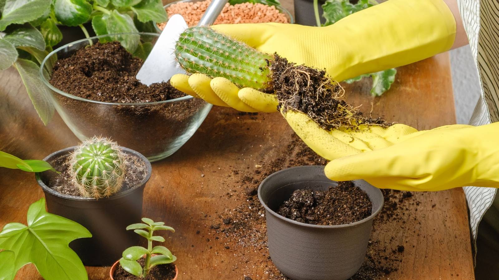 How to Grow and Care For Indoor Cacti