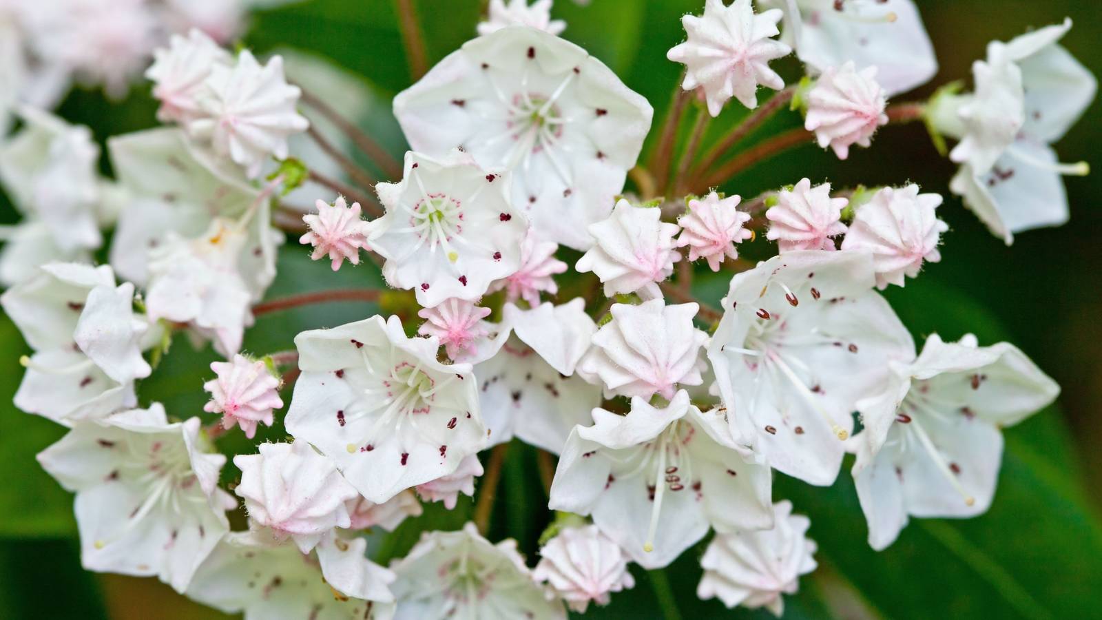 5 White Flowers to Brighten Your Landscape