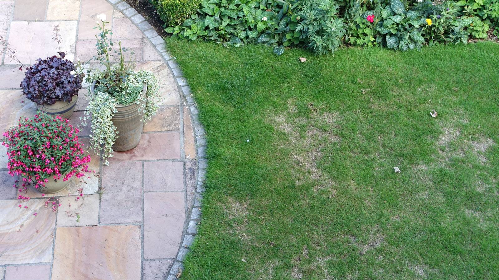 Why Your Grass Seed Is Growing Patchy and What to Do