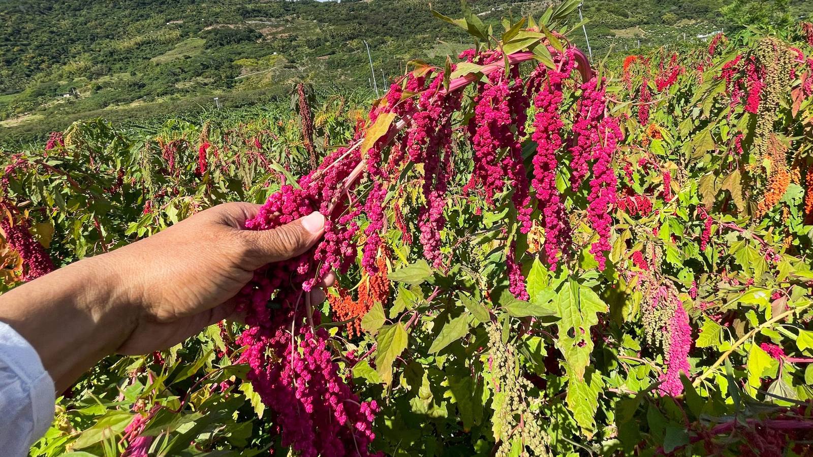 11 Tips For Growing Quinoa in Your Home Garden