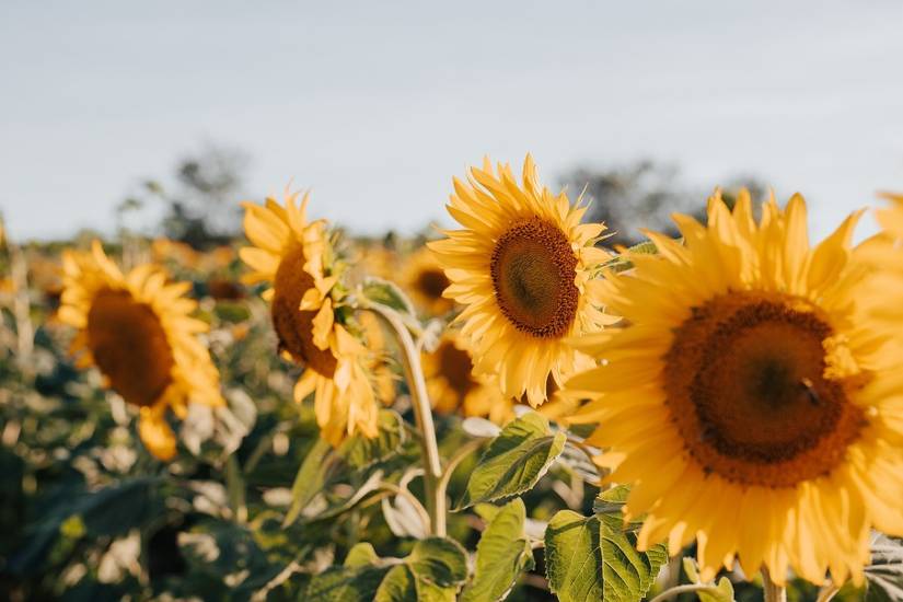 When Should You Plant Sunflowers?