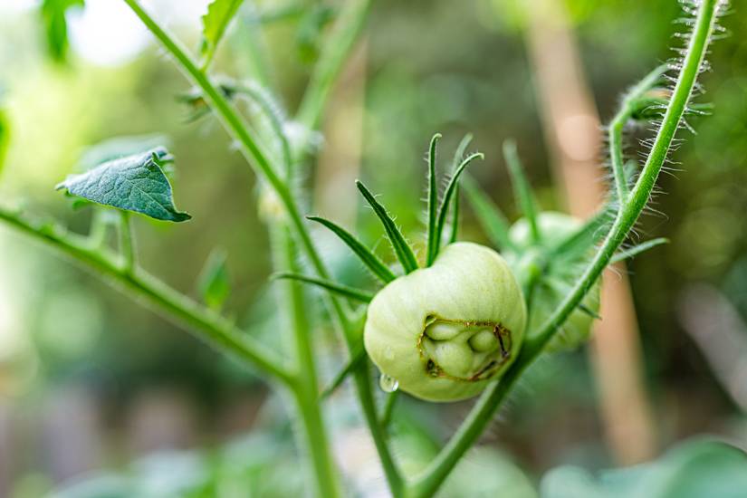 Why Your Tomatoes Are Catfacing and How to Fix It