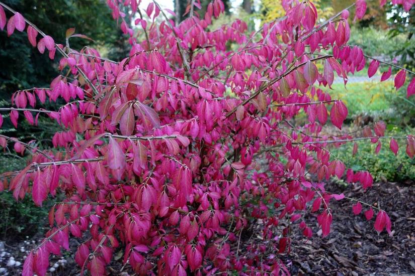 6 Plants to Avoid Growing in Your Garden