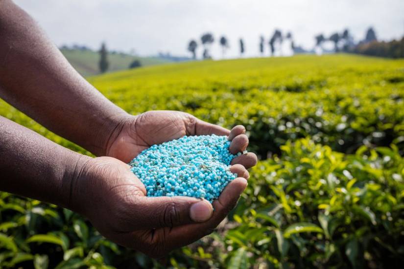7 Best Fertilizers for Your Vegetable Garden