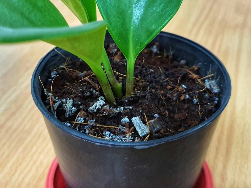 Why Mold Is Growing in Your Seedling Soil