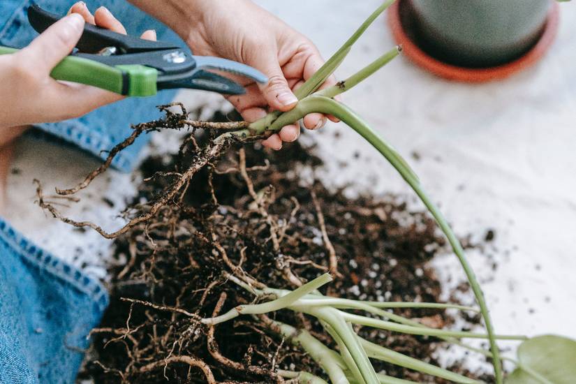 How to Prevent and Fix Plant Transplant Shock