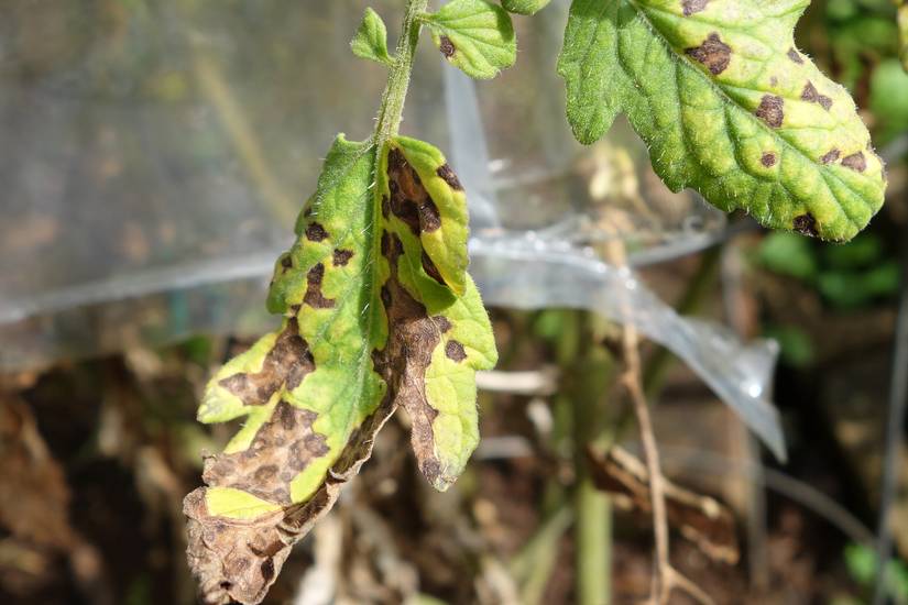 6 Common Tomato Plant Diseases & How to Fix Them