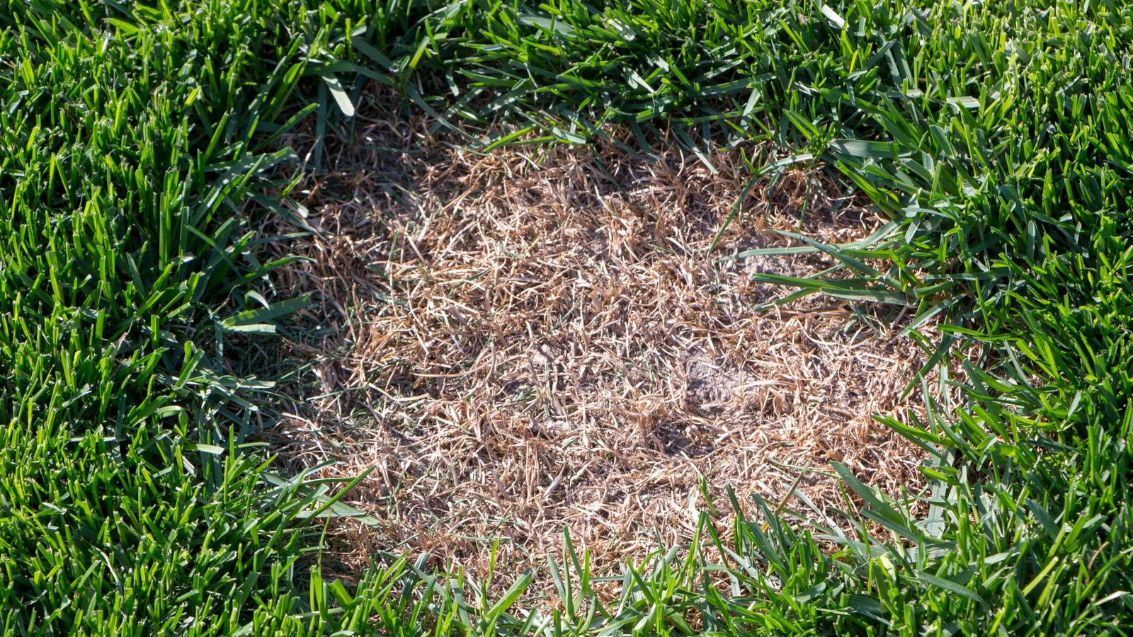 How to Repair Patches in Your Lawn