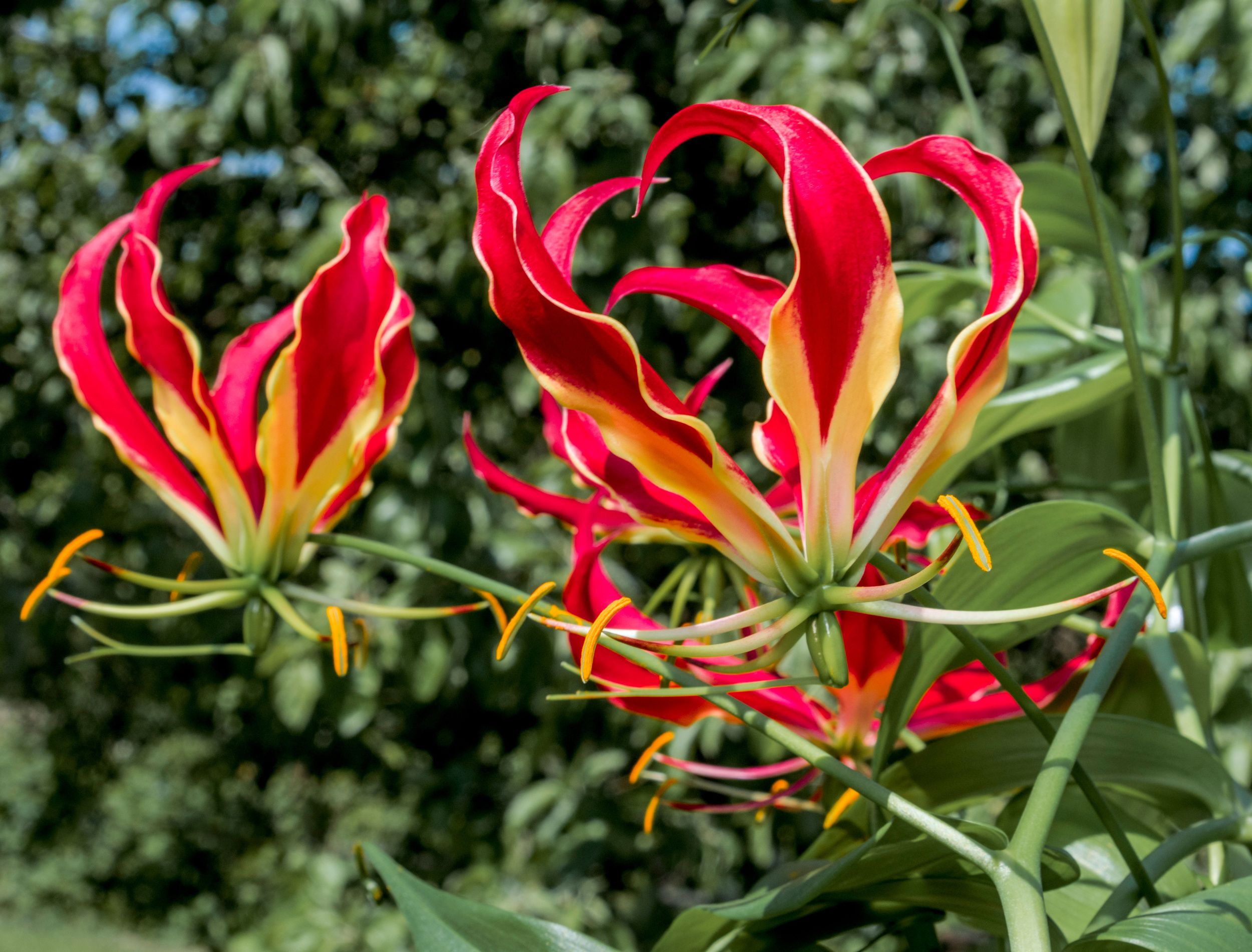 8 Poisonous Flowers to Watch for in Your Garden