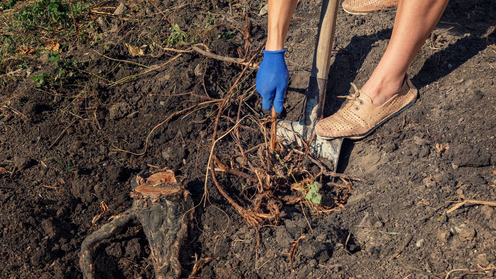 How to Use Epsom Salt to Kill Tree Roots