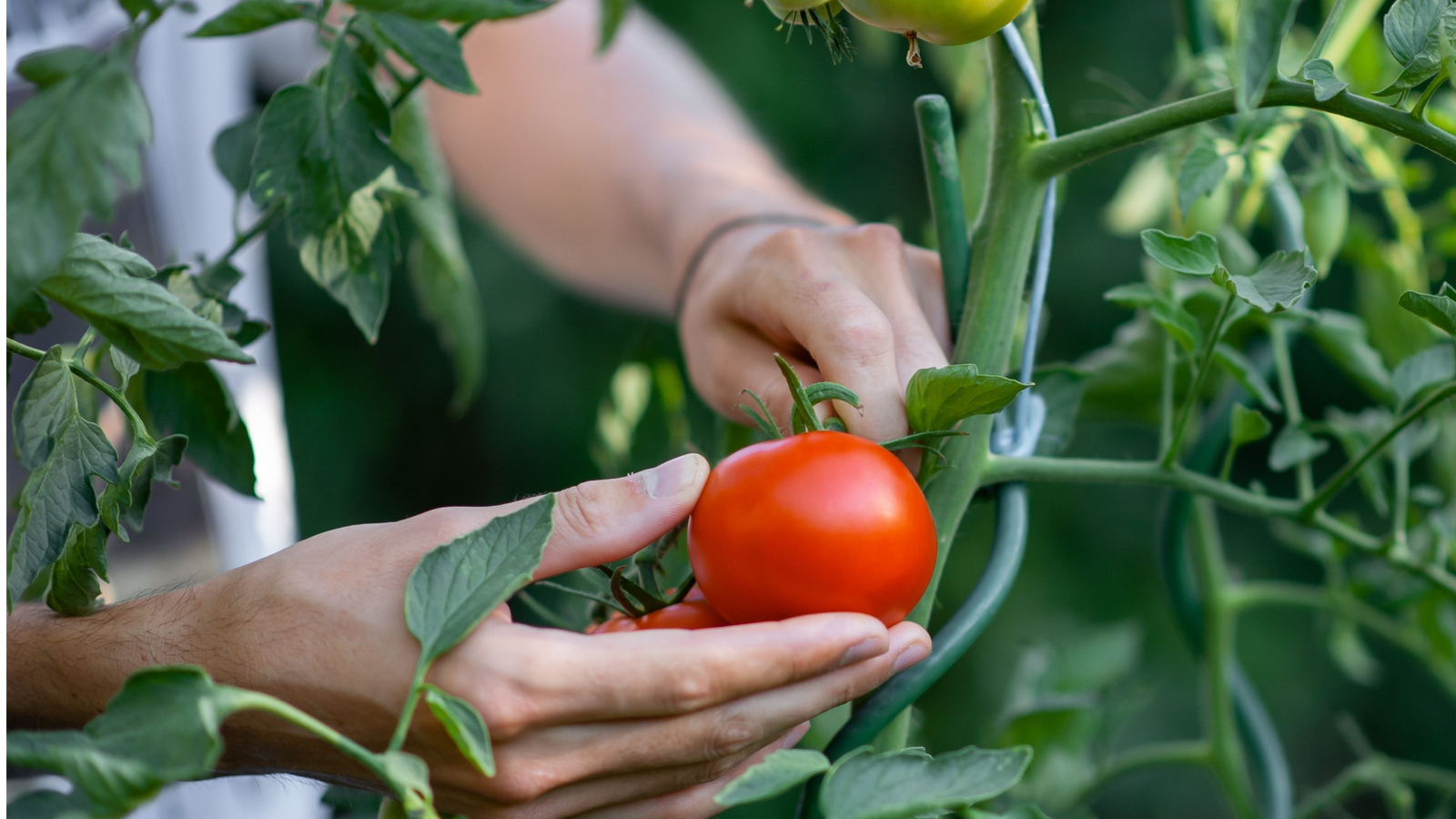 9 Most Disease-Resistant Tomato Varieties