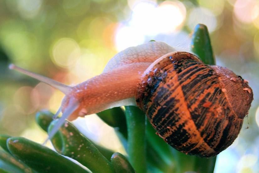 6 Garden Pests That Are Repelled by Coffee Grounds