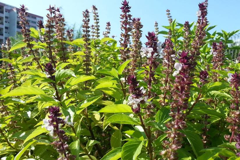 6 Tips For Growing Thai Basil in Your Herb Garden