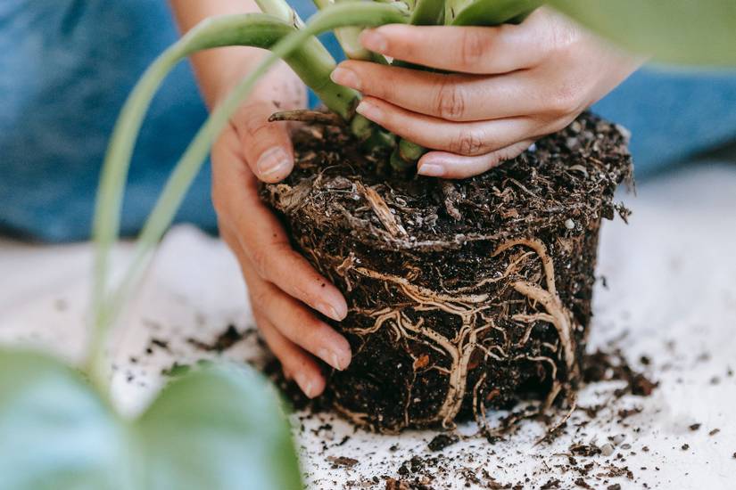 How to Prevent and Fix Plant Transplant Shock