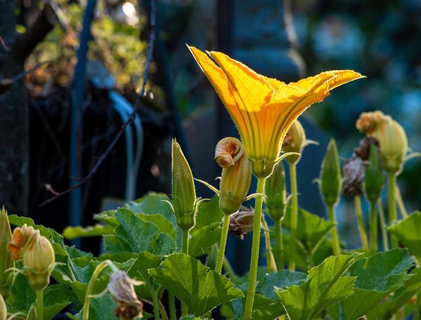 How to Pollinate Squash by Hand for a Bigger Yield