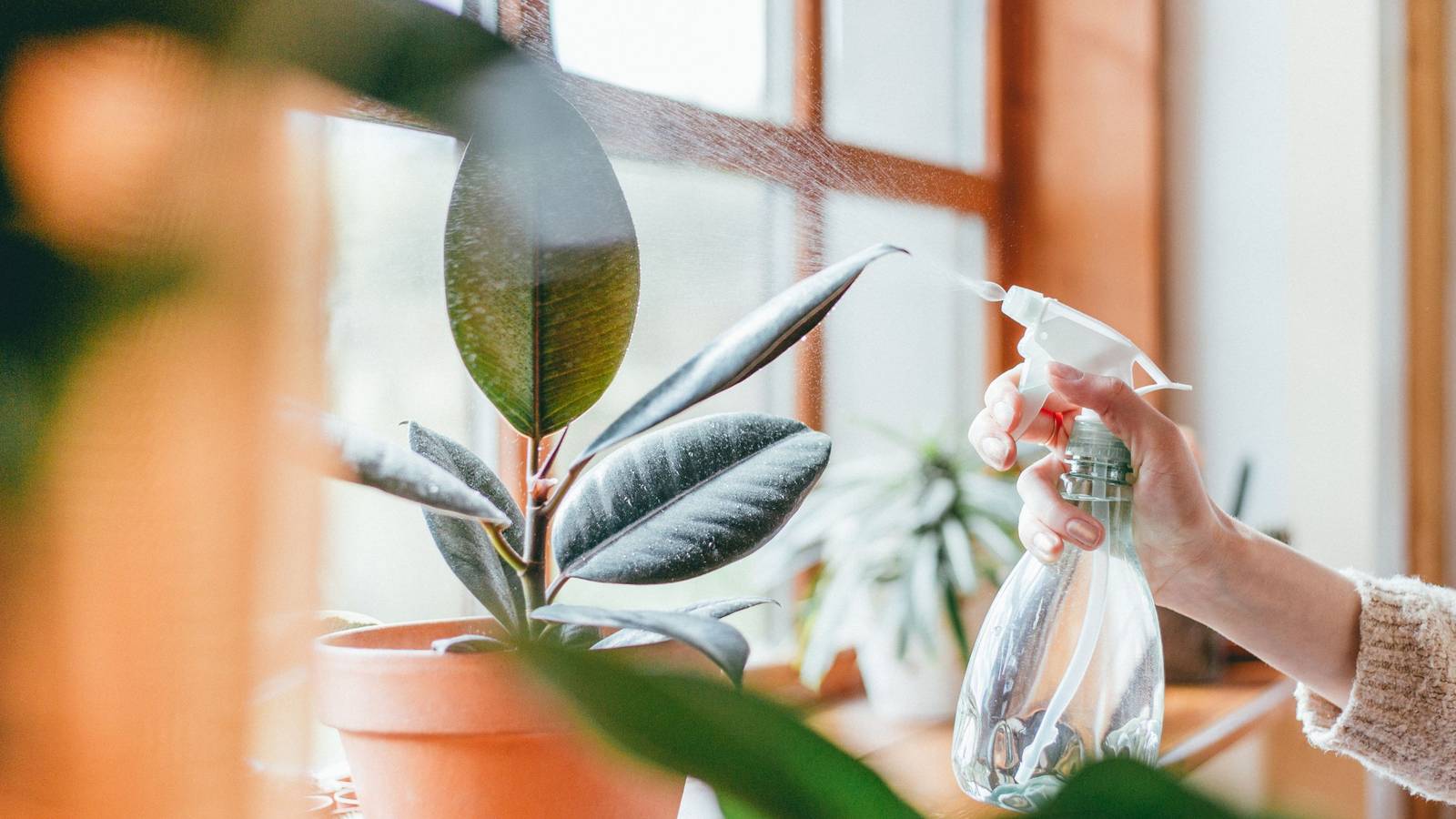 How to Use Hydrogen Peroxide to Get Rid of Houseplant Pests