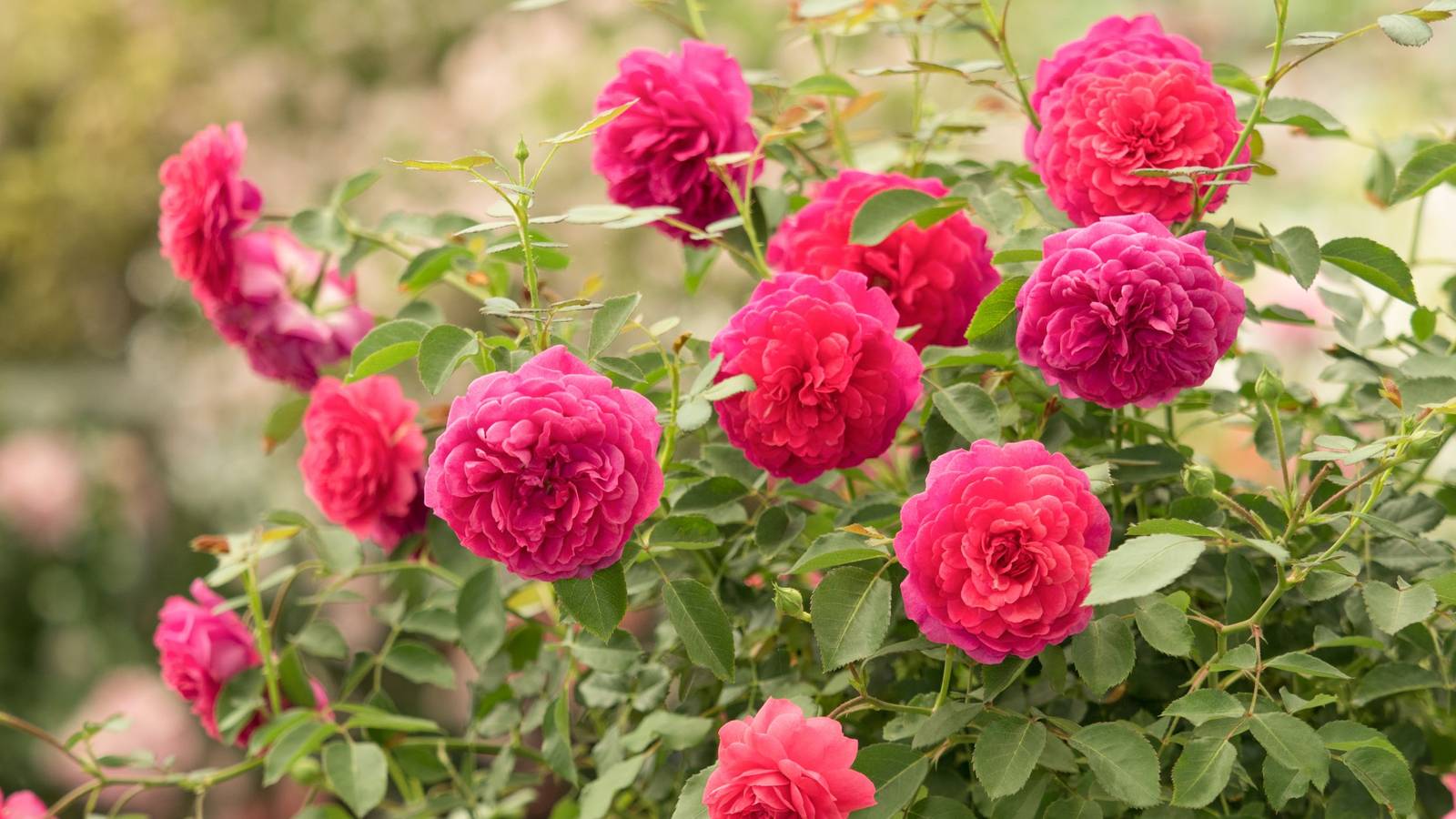 When to Fertilize Your Roses For Bigger Blooms