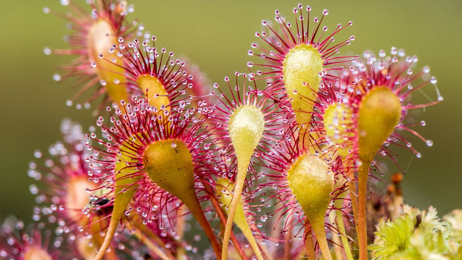 6 Most Unexpected Flowers to Consider Adding to Your Garden