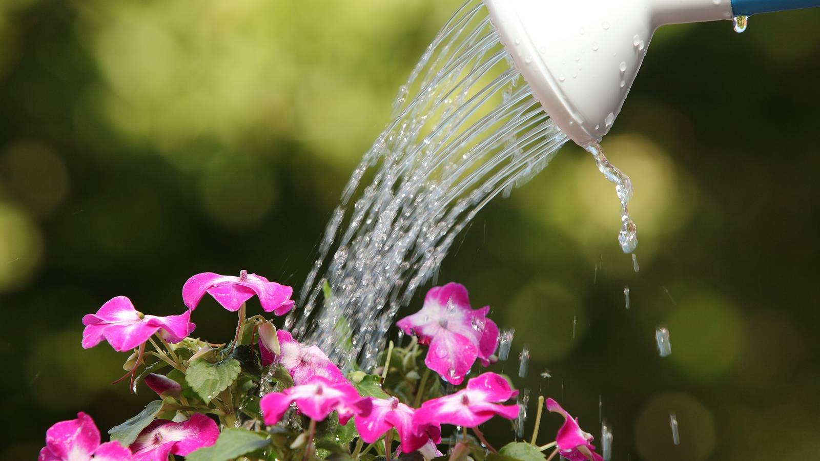 How to Use Hydrogen Peroxide for Root Rot