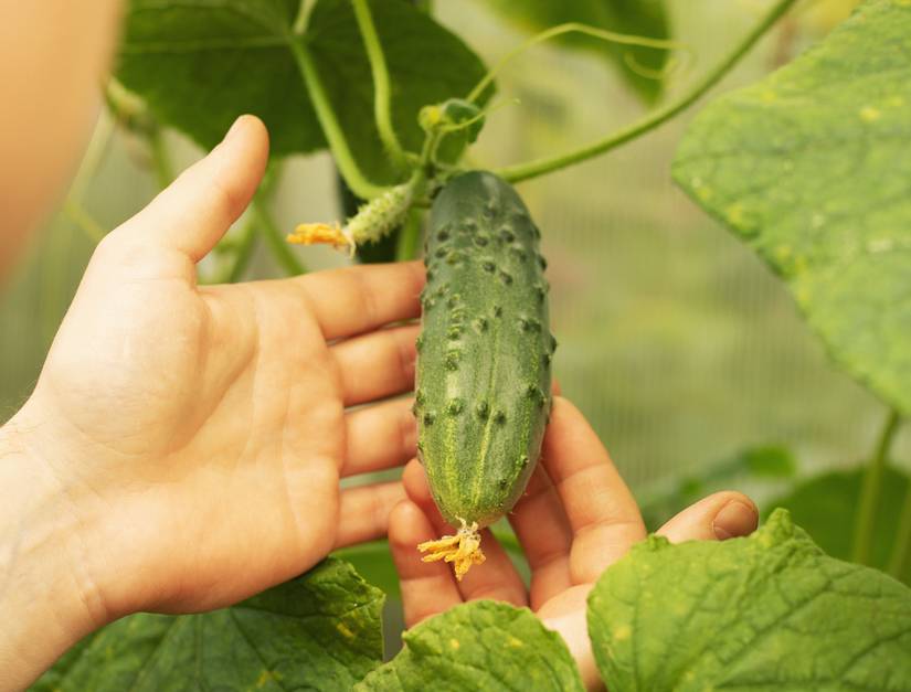 When to Fertilize Cucumber Plants for the Best Harvest