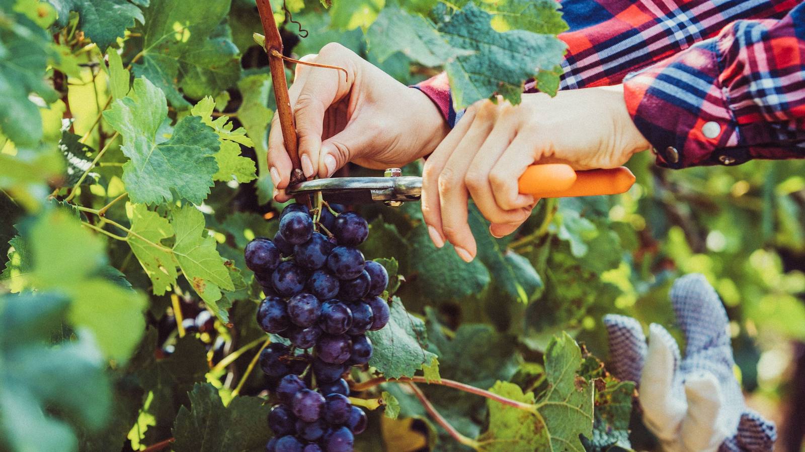 6 Tips For Growing Grapes in Your Home Garden