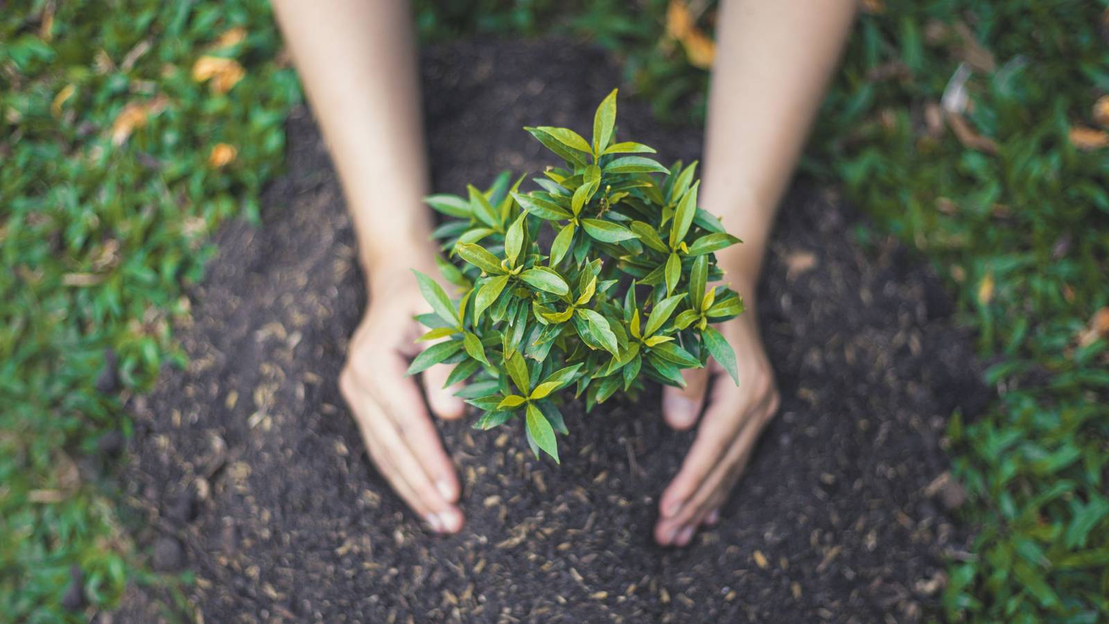 How to Prevent and Fix Plant Transplant Shock