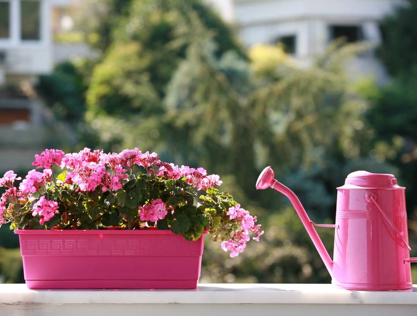 Why Your Azaleas Are Wilting
