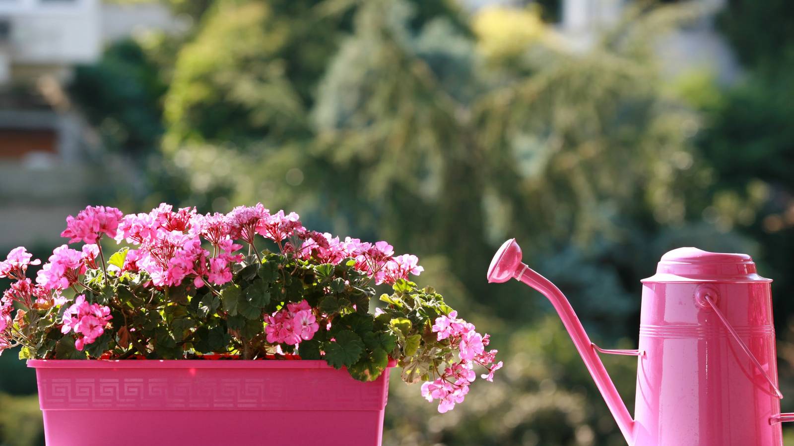 How Often to Water Azaleas