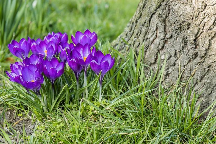 7 Plants and Flowers That Grow Under Trees