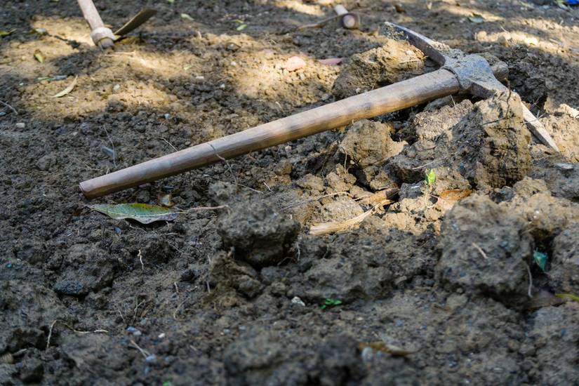 How to Use Epsom Salt to Kill Tree Roots