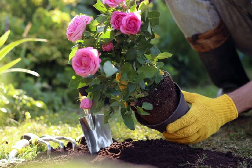 Why You Should Use Epsom Salt for Your Roses