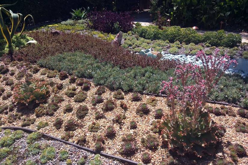 The Best Time to Plant a Ground Cover
