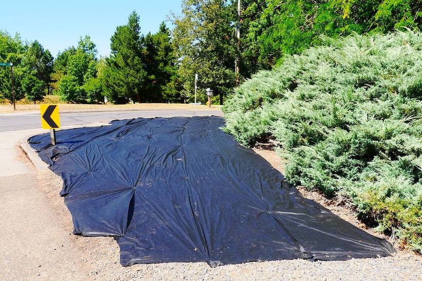 How to Warm Your Soil for Optimal Plant Growth